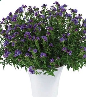 Germania Seed Company - ph: 800-380-4721