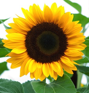 Germania Seed Company - Product Closeup