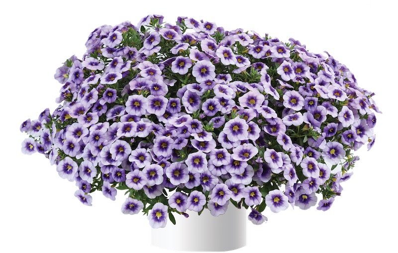 Germania Seed Company - ph: 800-380-4721
