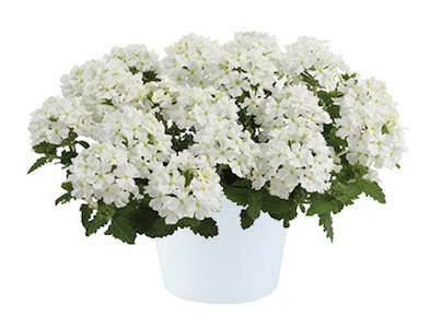 Germania Seed Company - ph: 800-380-4721