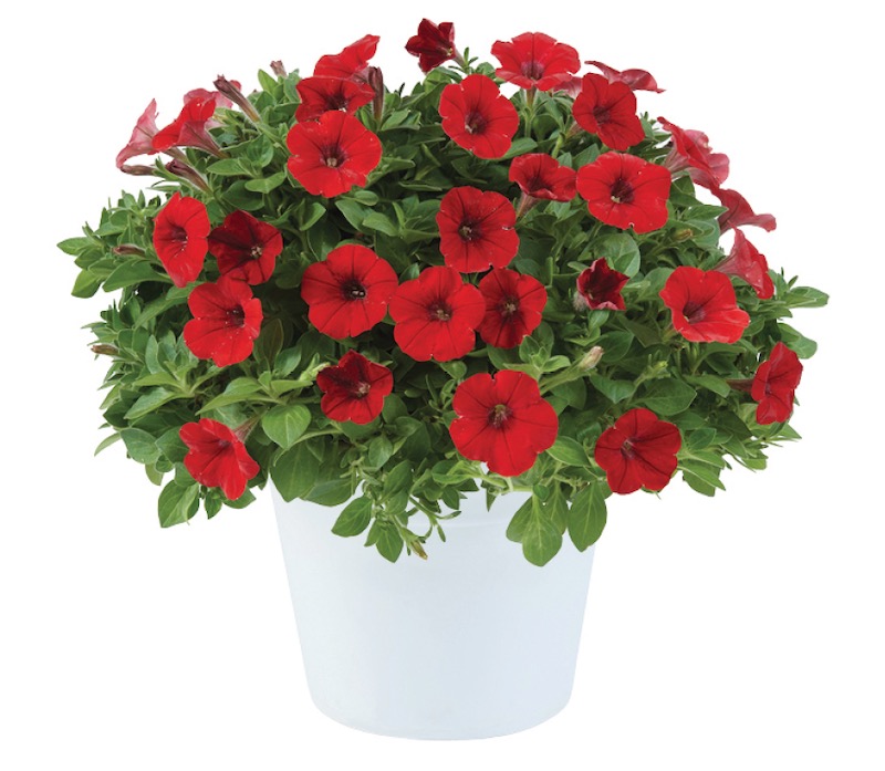 Germania Seed Company - ph: 800-380-4721