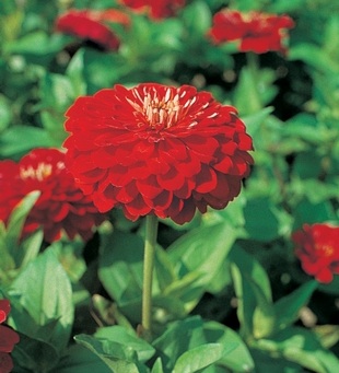 Germania Seed Company - Product Closeup