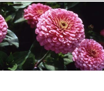 Germania Seed Company - Product Closeup