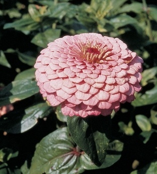 Germania Seed Company - Product Closeup