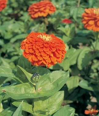 Germania Seed Company - Product Closeup