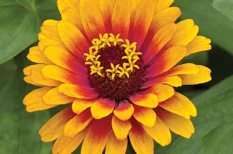 Germania Seed Company - Product Closeup