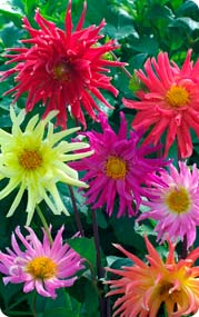 Germania Seed Company - Product Closeup