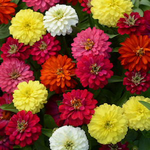 Germania Seed Company - Product Closeup