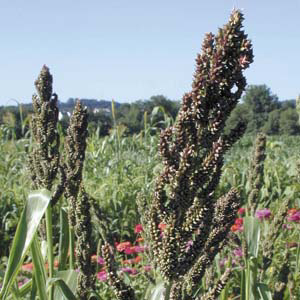 Germania Seed Company - Product Closeup