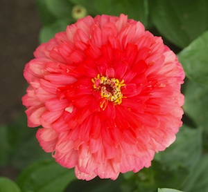 Germania Seed Company - Product Closeup