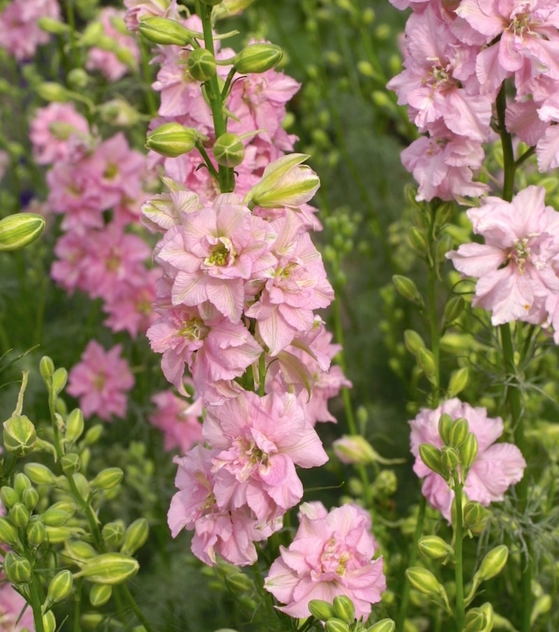 Germania Seed Company - Product Closeup