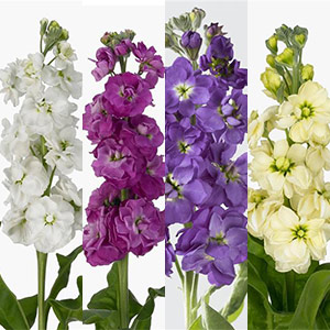 Germania Seed Company - Product Closeup