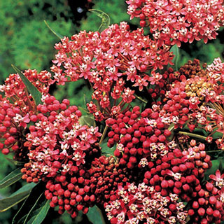 Germania Seed Company - Product Closeup