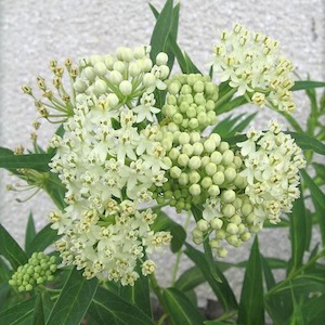 Germania Seed Company - Product Closeup