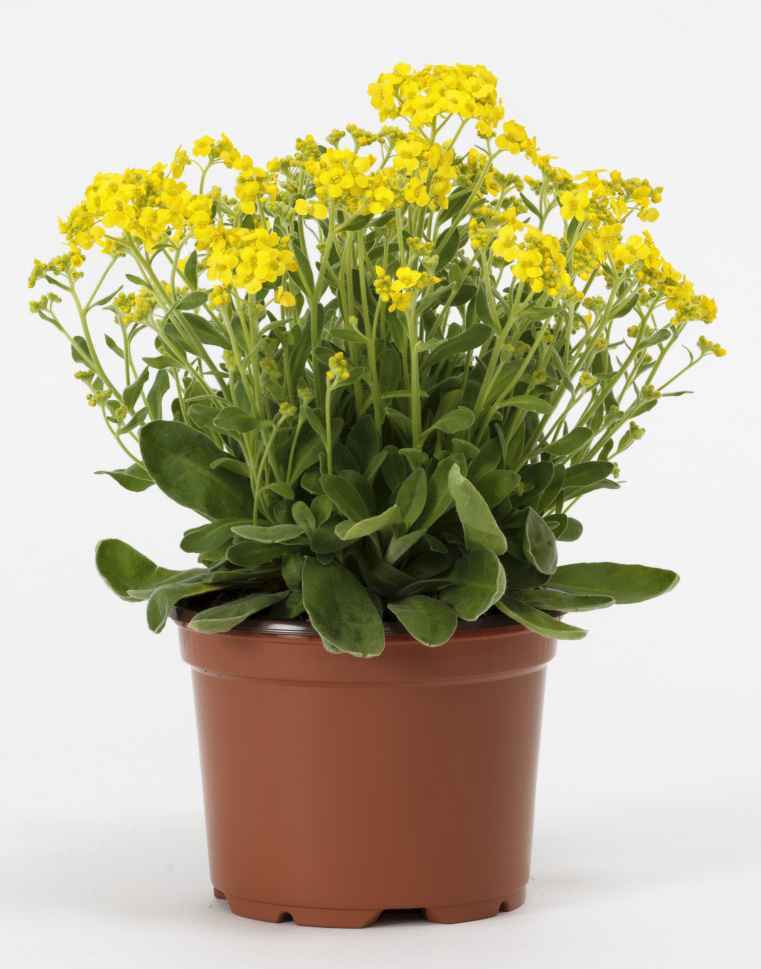 Germania Seed Company - Product Closeup