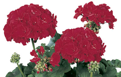 Germania Seed Company - ph: 800-380-4721