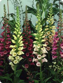 Germania Seed Company - Product Closeup