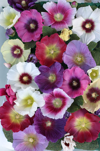 Germania Seed Company - Product Closeup