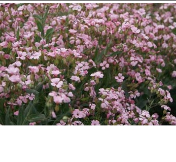 Germania Seed Company - Product Closeup