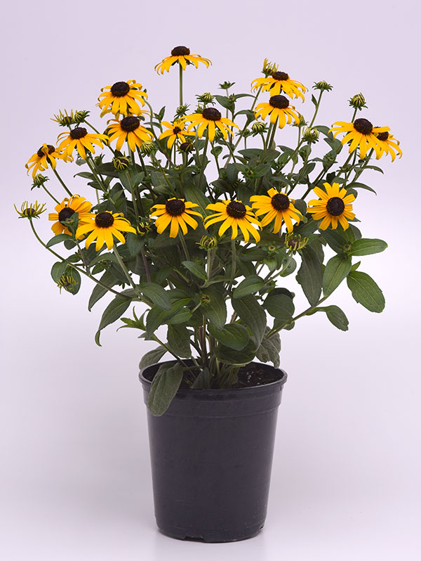 Germania Seed Company - Product Closeup