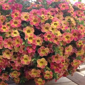 Germania Seed Company - ph: 800-380-4721