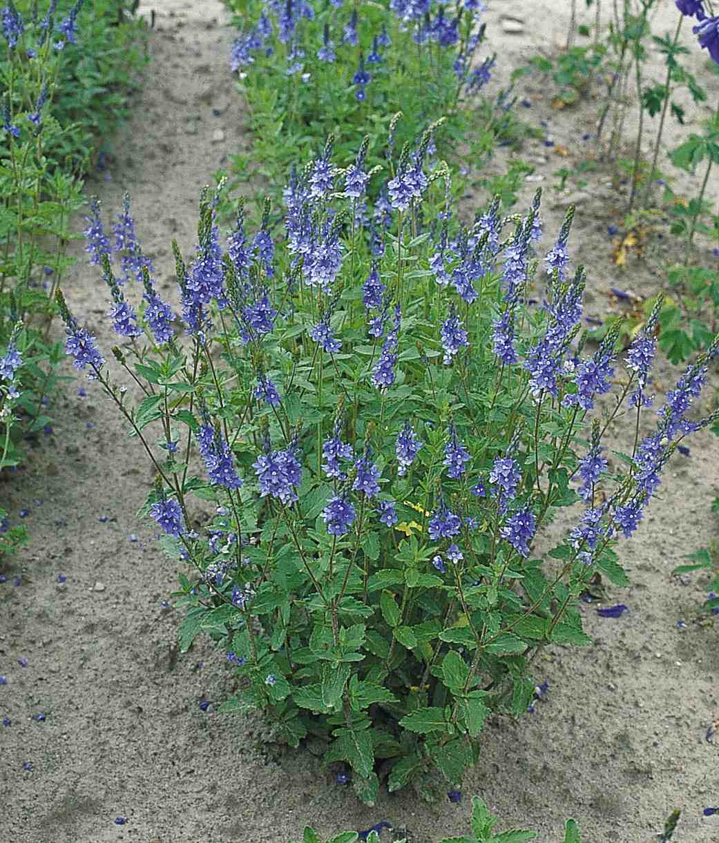 Germania Seed Company - Product Closeup