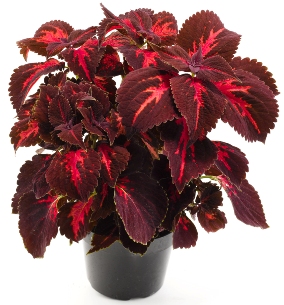 Germania Seed Company - ph: 800-380-4721