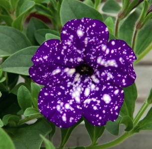 Germania Seed Company - ph: 800-380-4721