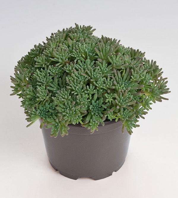 Germania Seed Company - Product Closeup