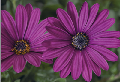 Germania Seed Company - ph: 800-380-4721