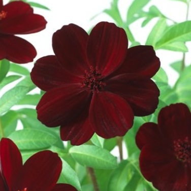 Germania Seed Company - ph: 800-380-4721