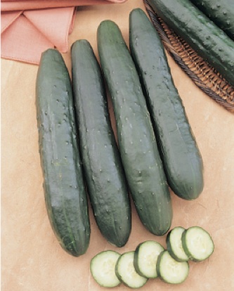 Germania Seed Company - Product Closeup