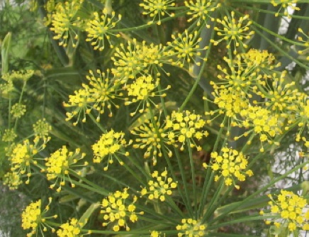 Germania Seed Company - Product Closeup