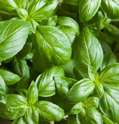 Germania Seed Company - Product Closeup