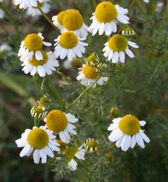 Germania Seed Company - Product Closeup