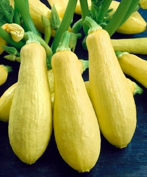 Germania Seed Company - Product Closeup