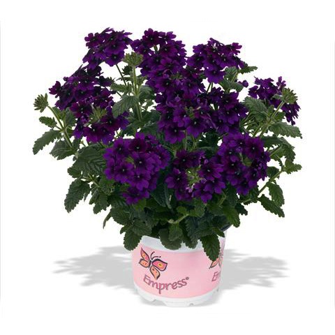 Germania Seed Company - ph: 800-380-4721