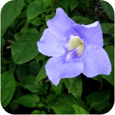 Germania Seed Company - ph: 800-380-4721