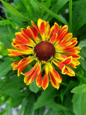 Germania Seed Company - ph: 800-380-4721