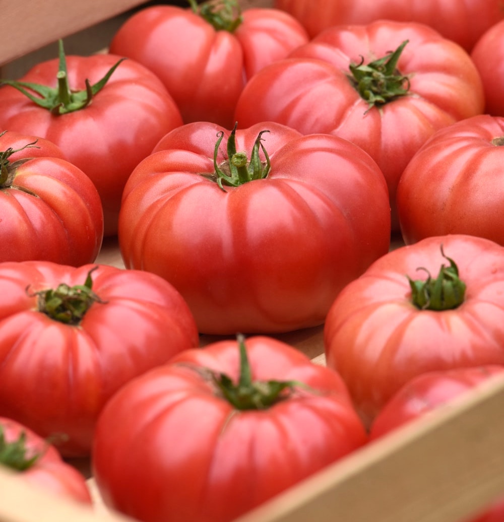 Germania Seed Company - Product Closeup
