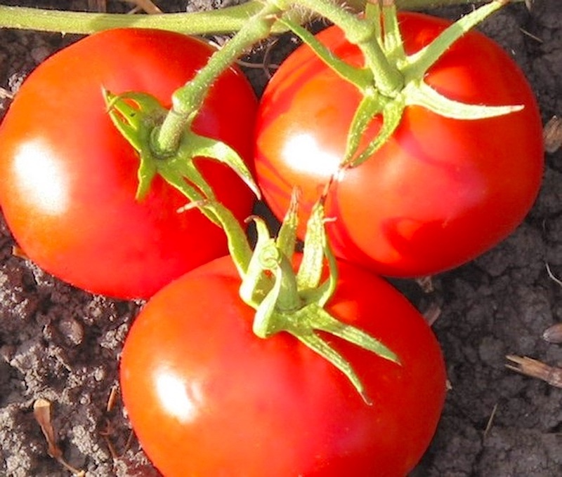 Germania Seed Company - Product Closeup