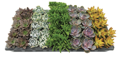 Germania Seed Company - ph: 800-380-4721