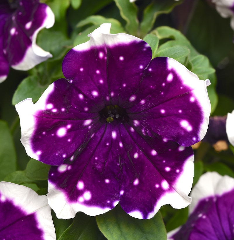 Germania Seed Company - ph: 800-380-4721