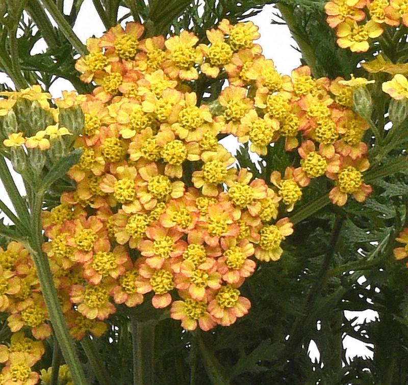 Germania Seed Company - ph: 800-380-4721