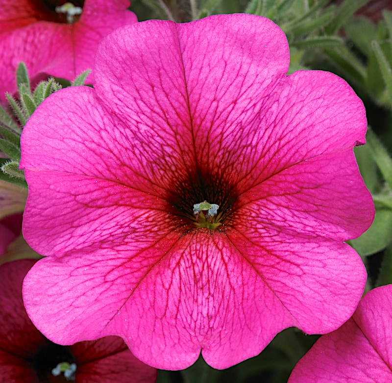 Germania Seed Company - ph: 800-380-4721