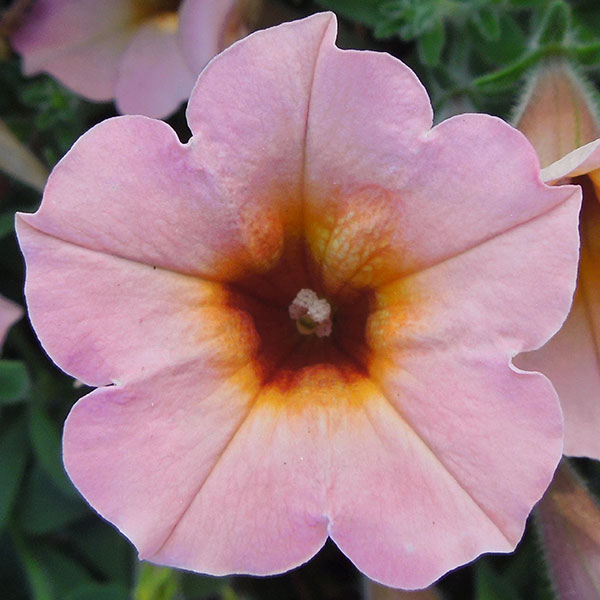 Germania Seed Company - ph: 800-380-4721