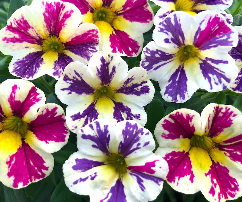 Germania Seed Company - ph: 800-380-4721