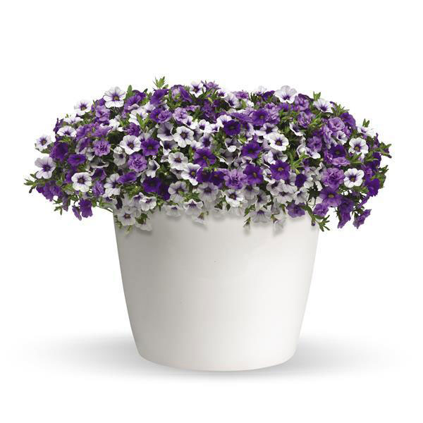 Germania Seed Company - ph: 800-380-4721