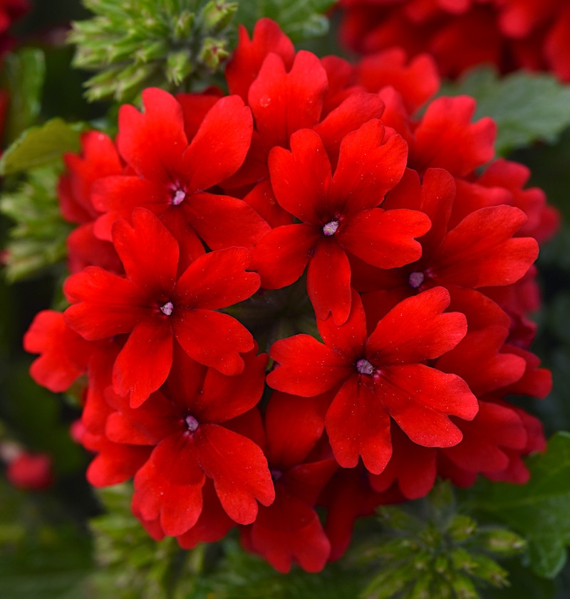 Germania Seed Company - ph: 800-380-4721