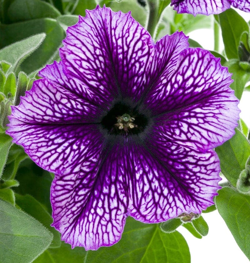 Germania Seed Company - ph: 800-380-4721